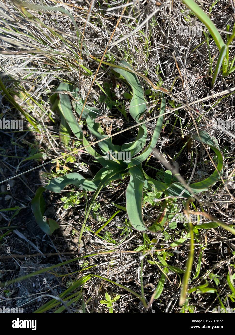 wavy-leafed soap plant (Chlorogalum pomeridianum Stock Photo - Alamy