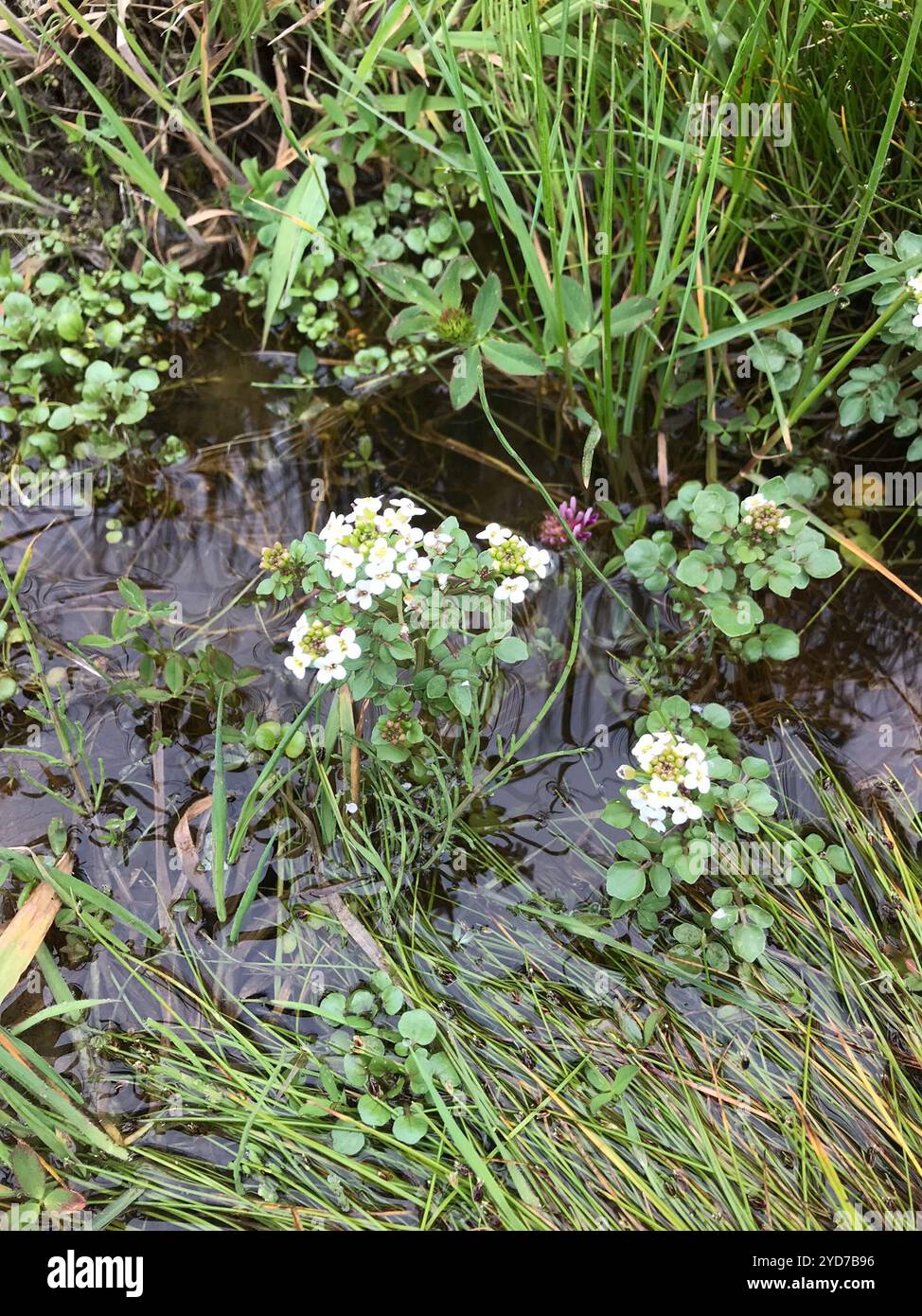 watercress (Nasturtium officinale Stock Photo - Alamy