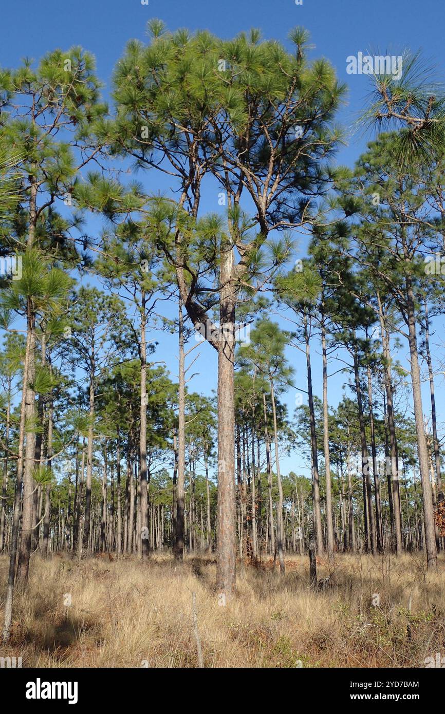 longleaf pine (Pinus palustris Stock Photo - Alamy