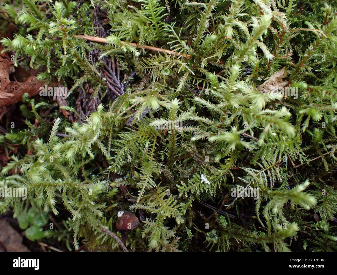 rough goose neck moss (Hylocomiadelphus triquetrus Stock Photo - Alamy