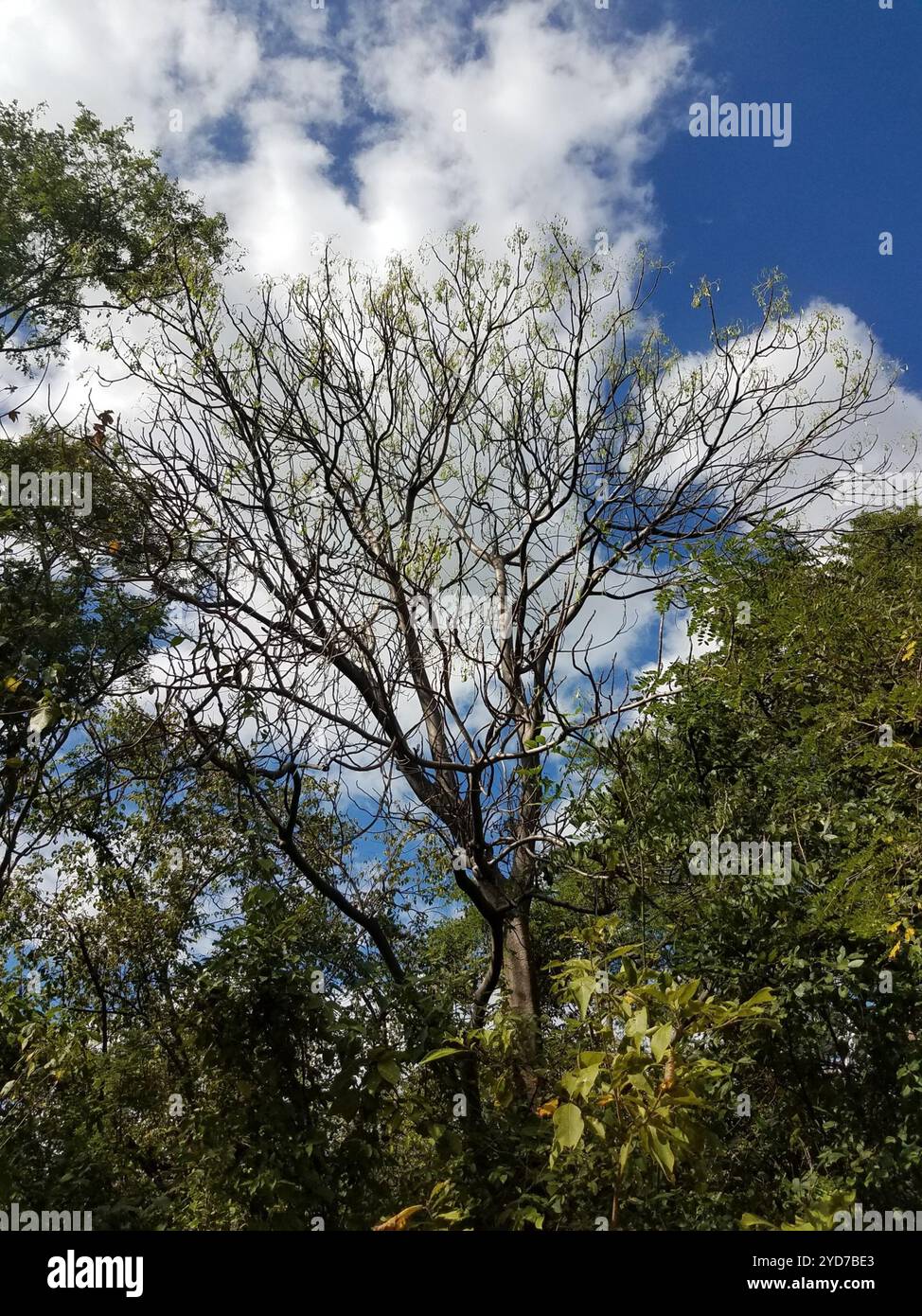 Propeller Tree (Gyrocarpus americanus Stock Photo - Alamy
