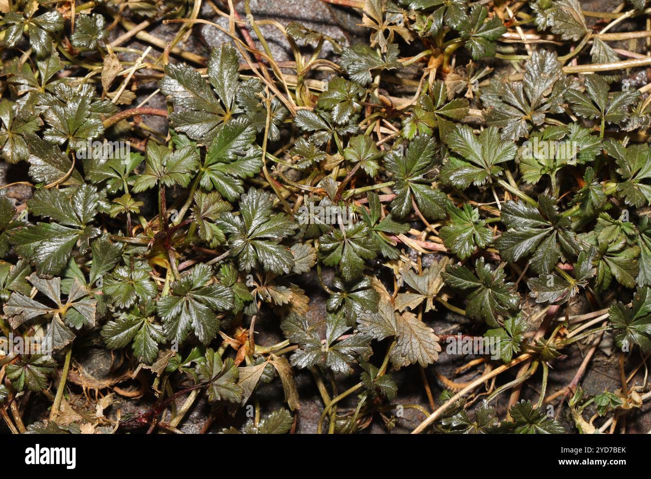 Creeping cinquefoil (Potentilla reptans Stock Photo - Alamy