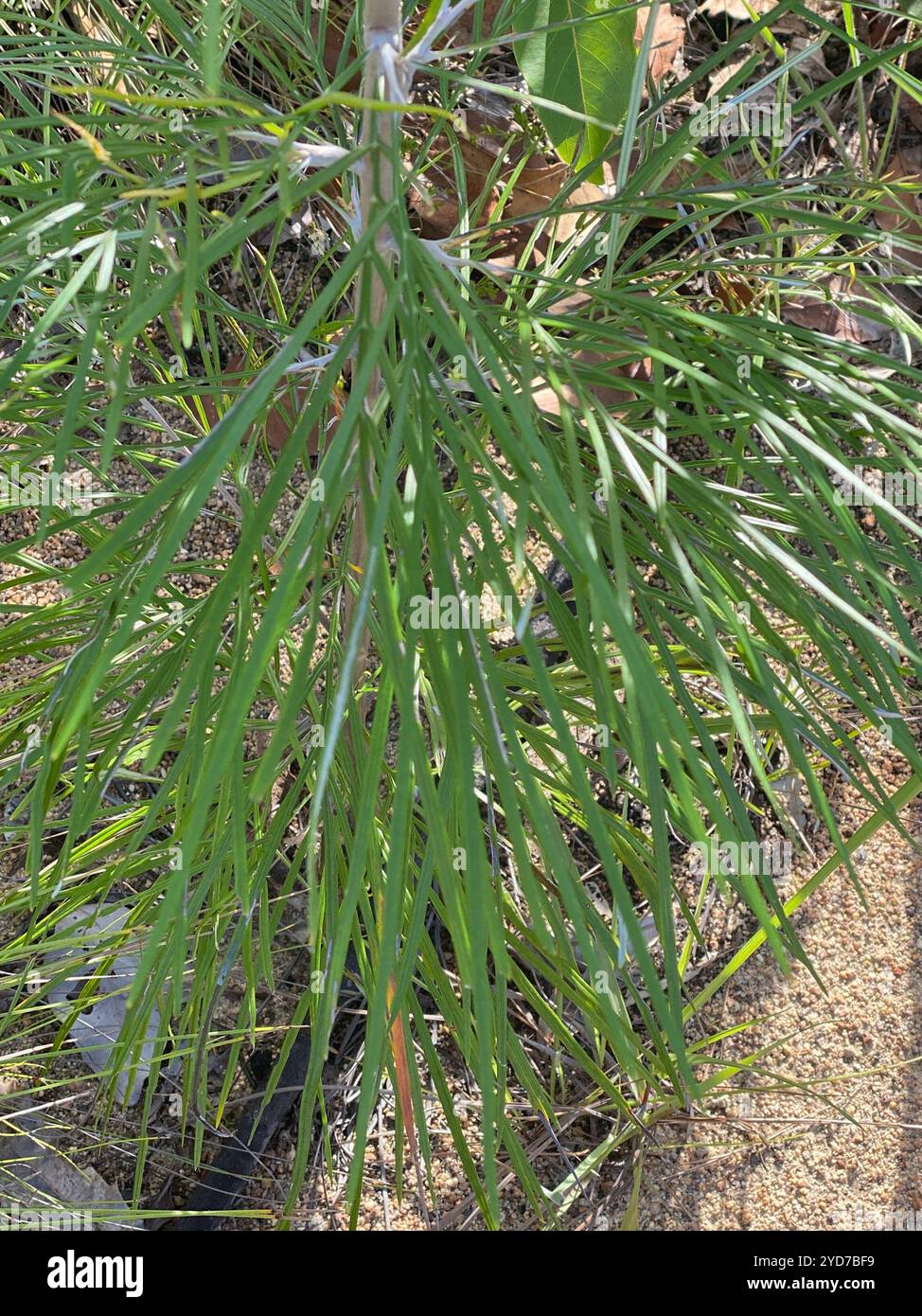 Darwin Silky Oak (Grevillea pteridifolia Stock Photo - Alamy