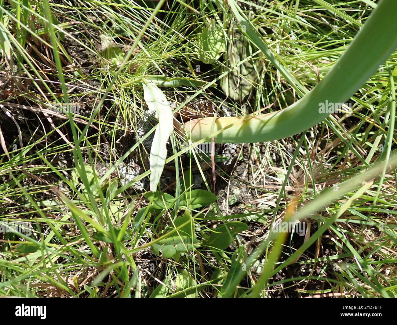 Giant Candelabra (Brunsvigia grandiflora Stock Photo - Alamy