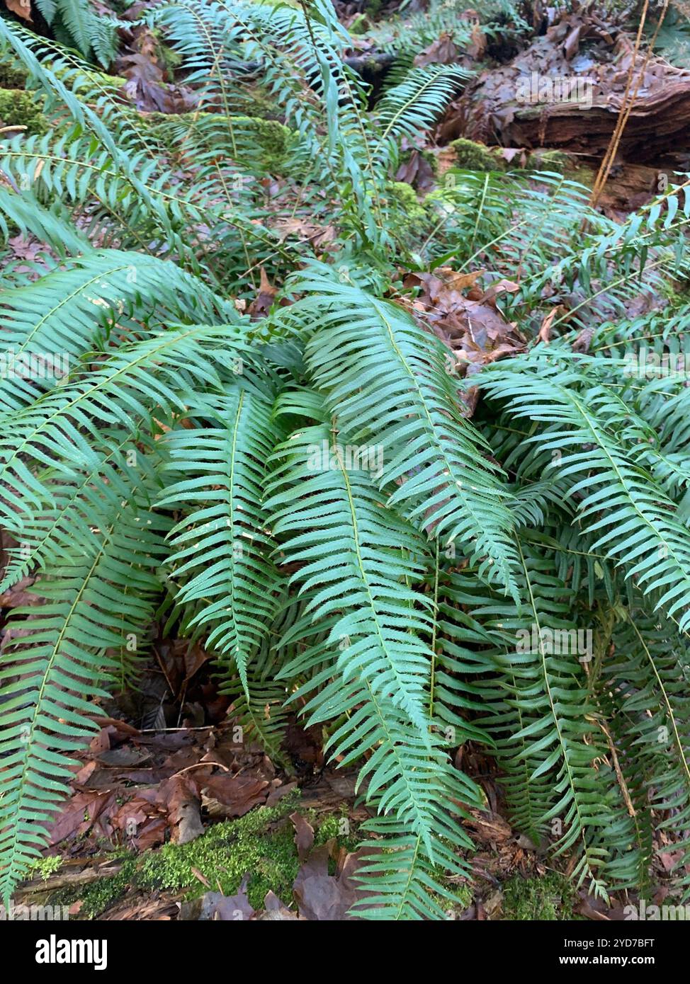 western sword fern (Polystichum munitum Stock Photo - Alamy