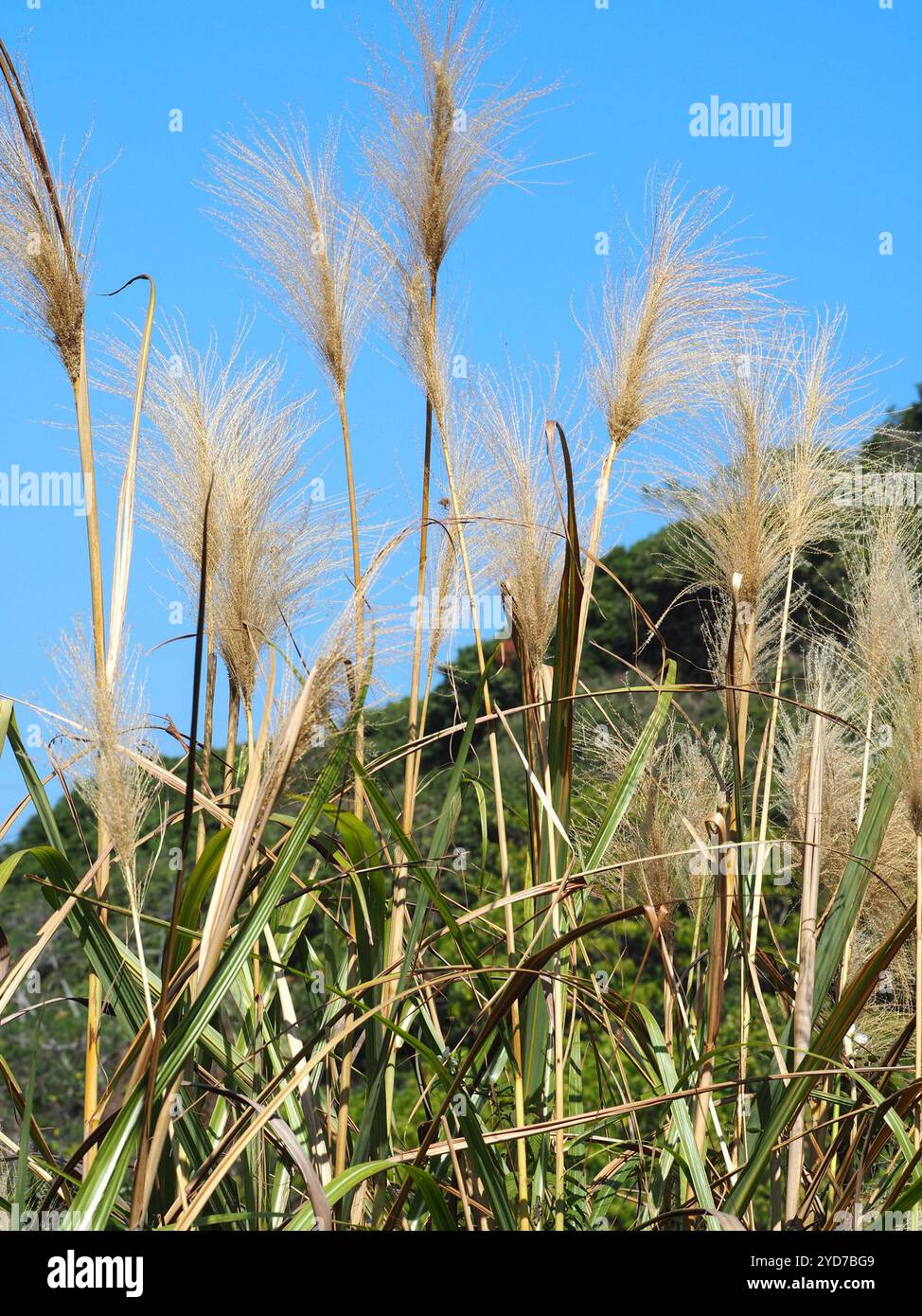 Chinese silver grass (Miscanthus sinensis Stock Photo - Alamy