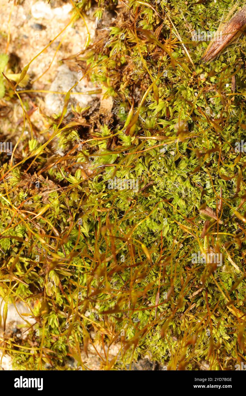 Common wall-screw moss (Tortula muralis muralis Stock Photo - Alamy