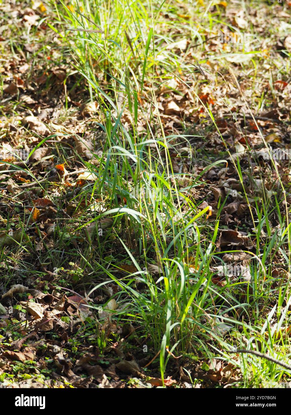 Kleberg's bluestem (Dichanthium annulatum Stock Photo - Alamy