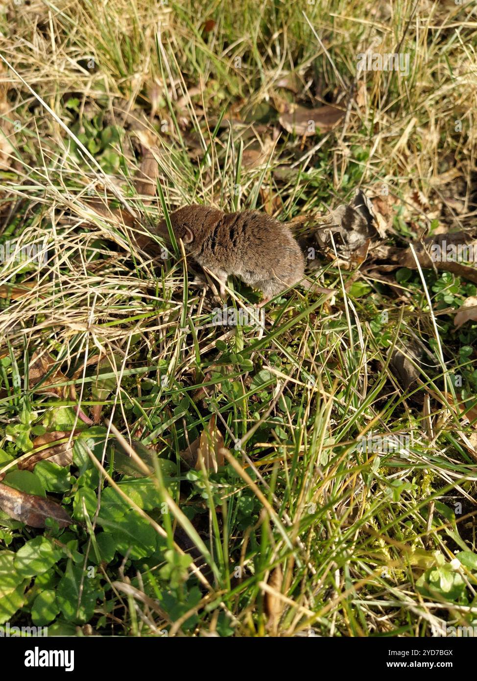 Common Shrew (Sorex araneus Stock Photo - Alamy