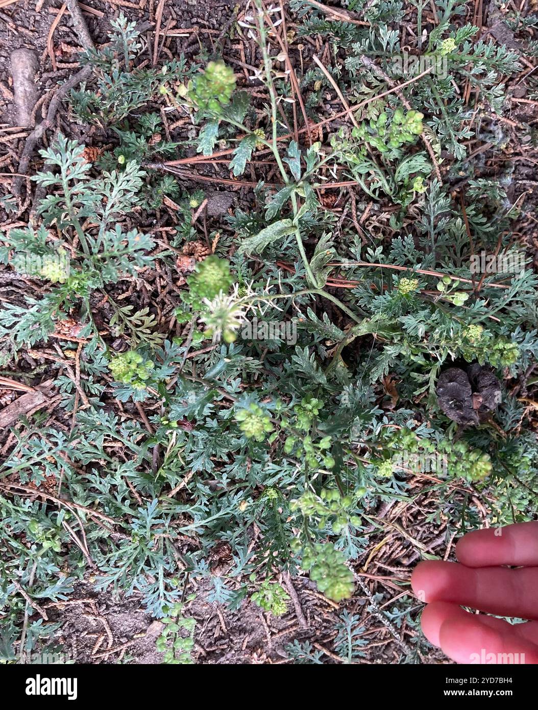 Common Peppergrass (Lepidium densiflorum Stock Photo - Alamy