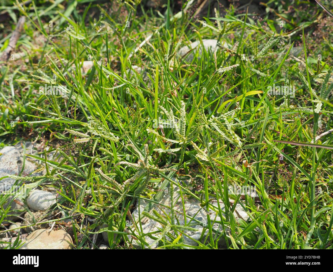 Goose Grass (Eleusine indica Stock Photo - Alamy