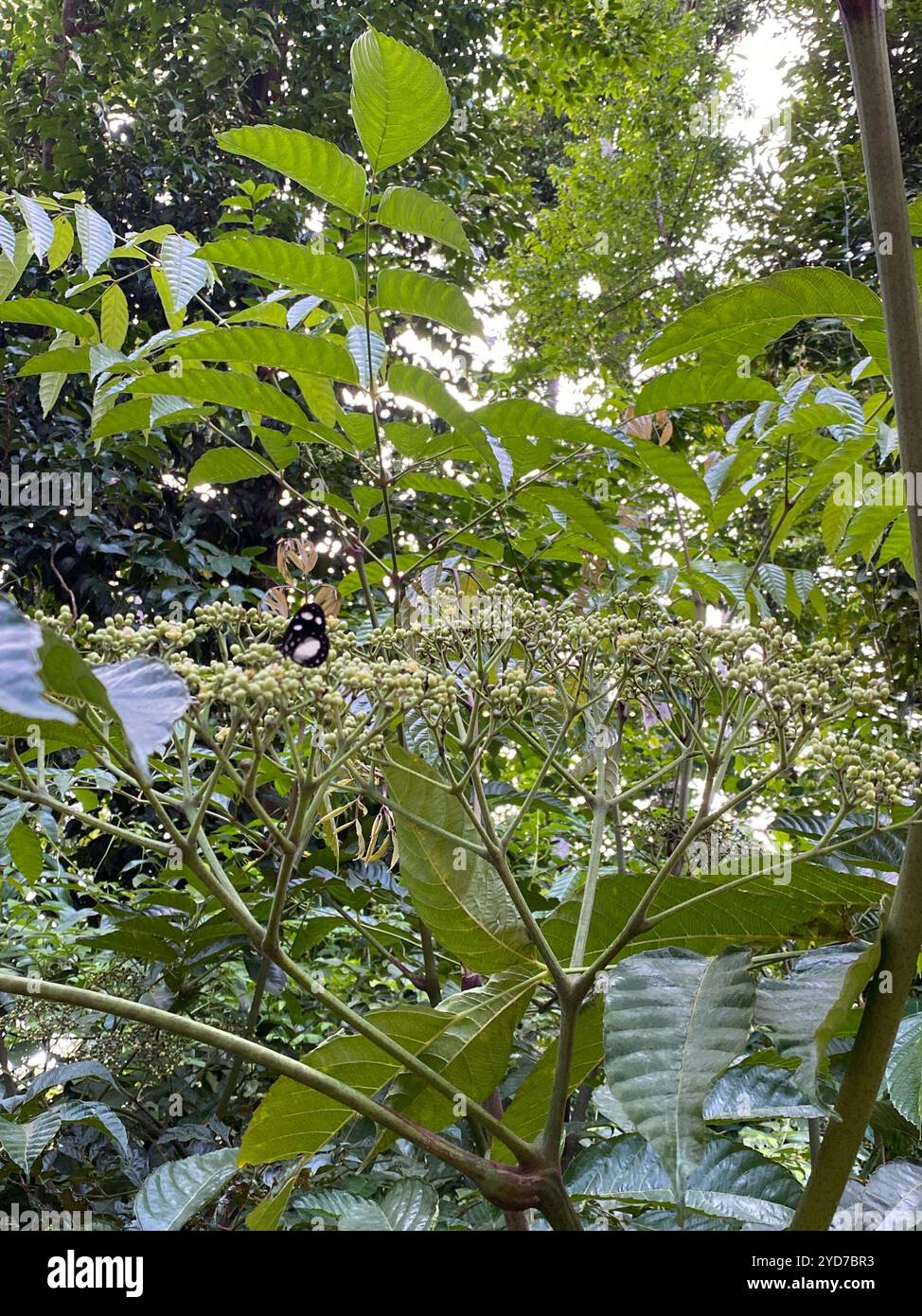 Bandicoot berry (Leea nova-guineensis Stock Photo - Alamy