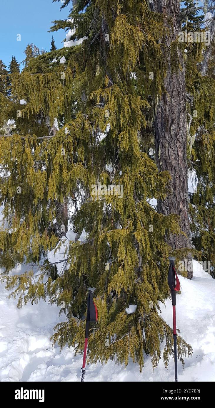 Alaska yellow cedar (Callitropsis nootkatensis Stock Photo - Alamy