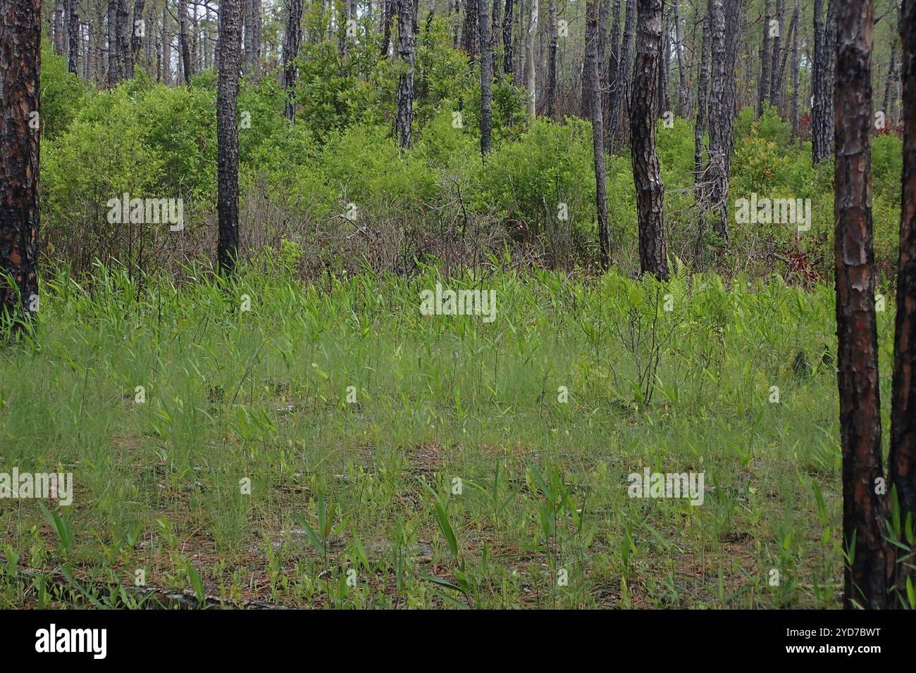 switch cane (Arundinaria tecta Stock Photo - Alamy