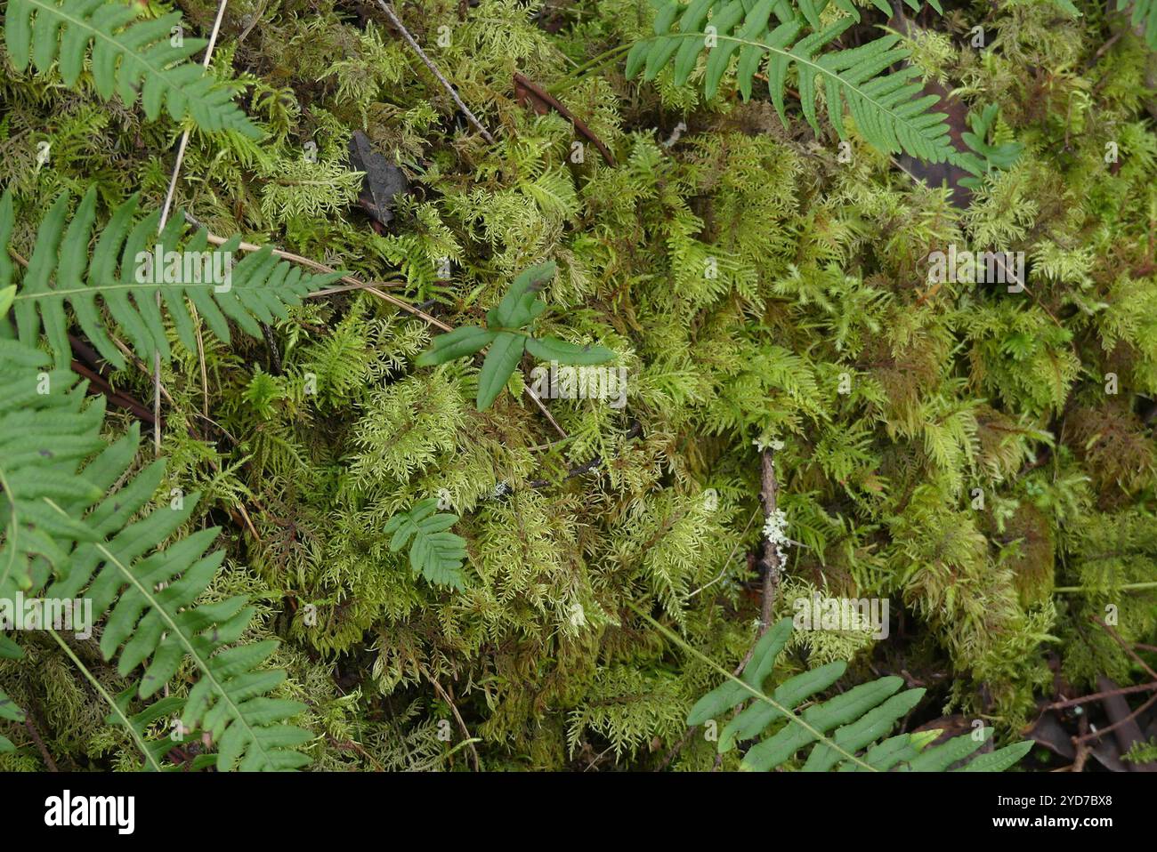 stairstep moss (Hylocomium splendens Stock Photo - Alamy