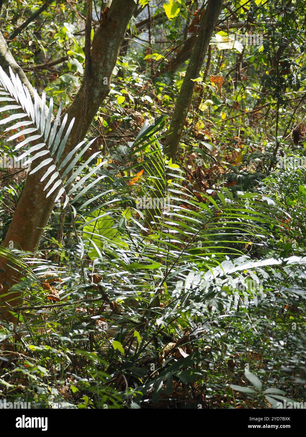 Arenga Palm (Arenga engleri Stock Photo - Alamy