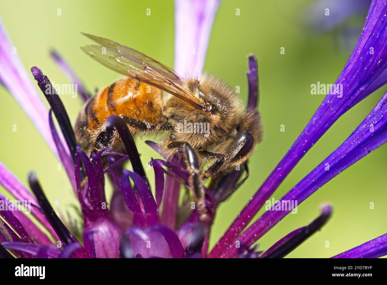 Petal side view hi-res stock photography and images - Alamy