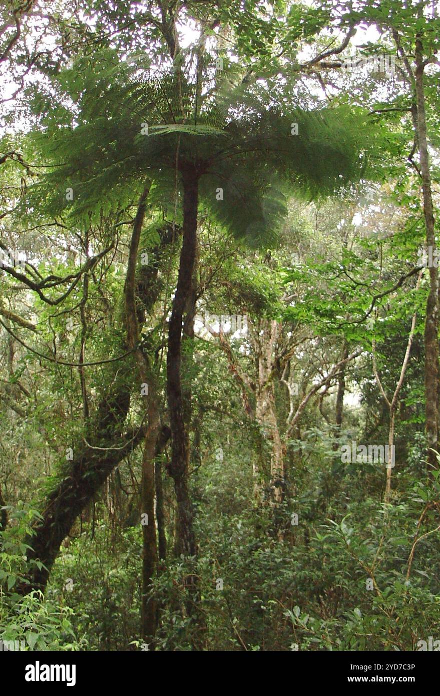 Tree Ferns and Allies (Cyatheales Stock Photo - Alamy