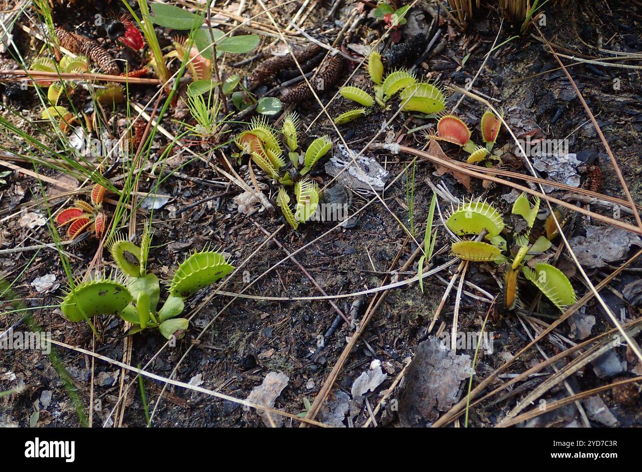Venus flytrap (Dionaea muscipula Stock Photo - Alamy