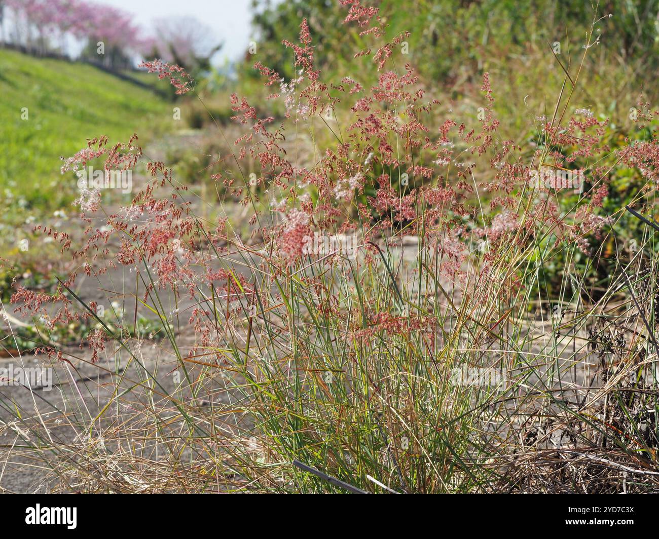 Natal grass (Melinis repens Stock Photo - Alamy
