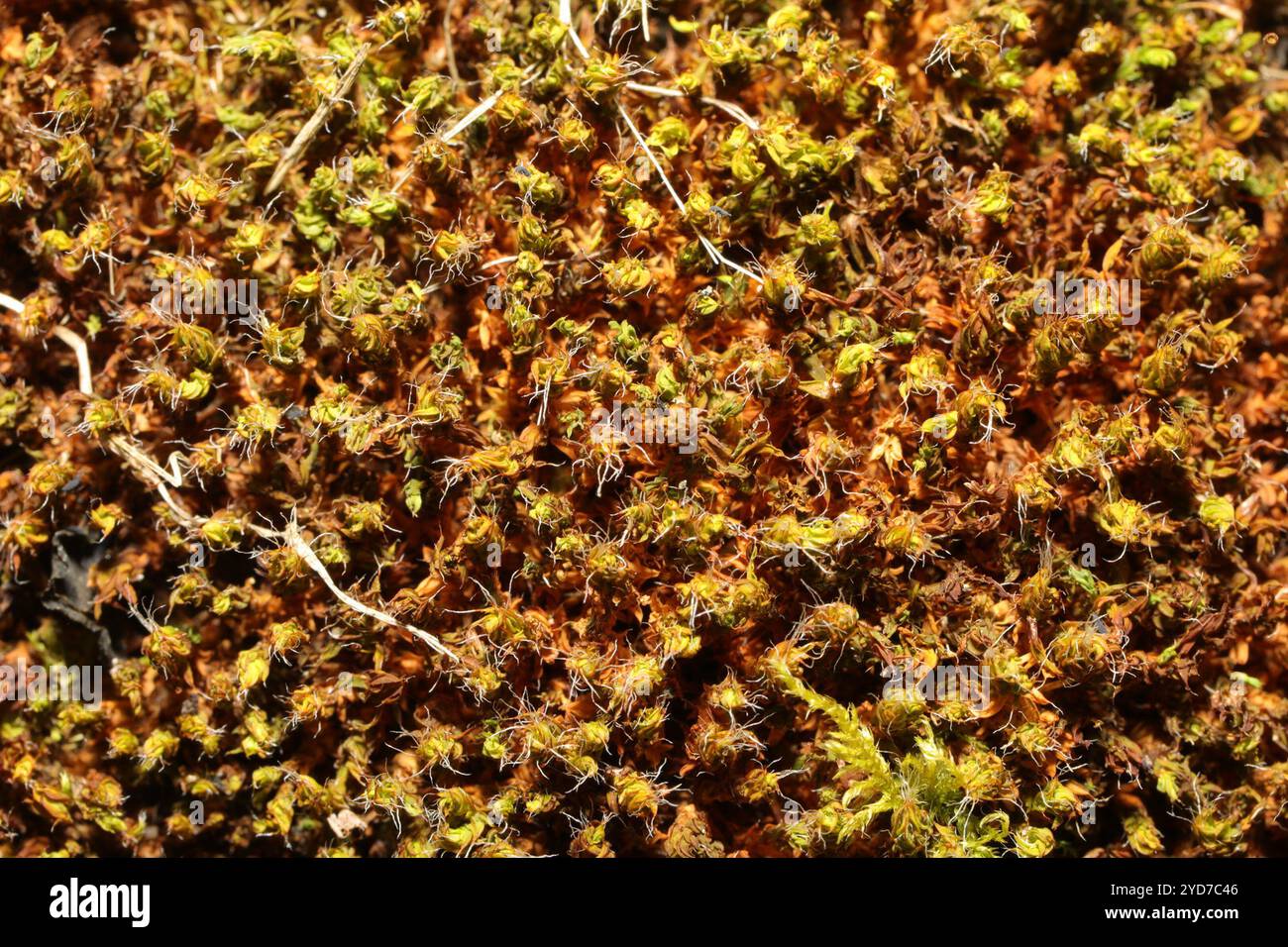 Star Moss (Syntrichia ruralis Stock Photo - Alamy