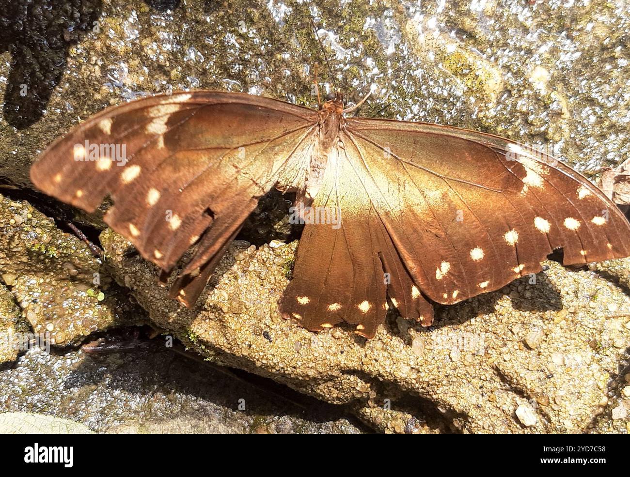 Hercules Morpho (Morpho hercules Stock Photo - Alamy