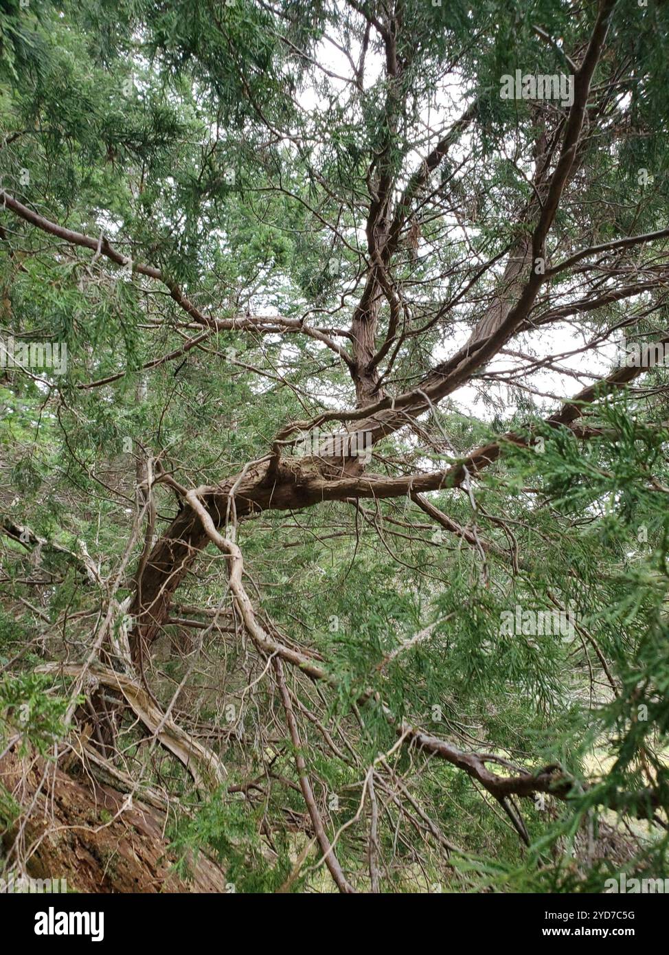 Seaside Juniper (Juniperus maritima Stock Photo - Alamy