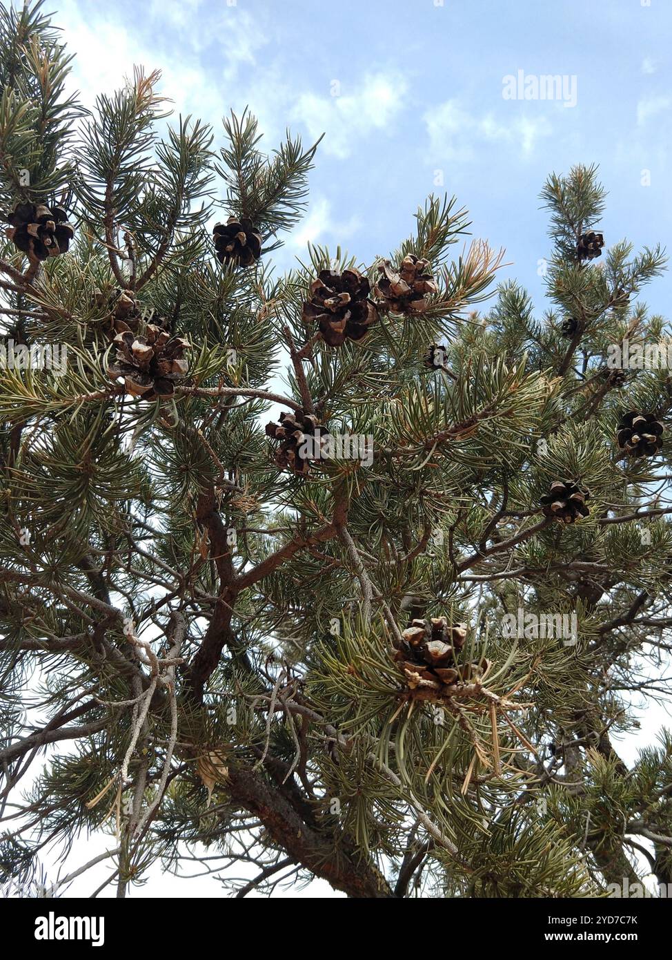 Colorado Pinyon (Pinus edulis Stock Photo - Alamy
