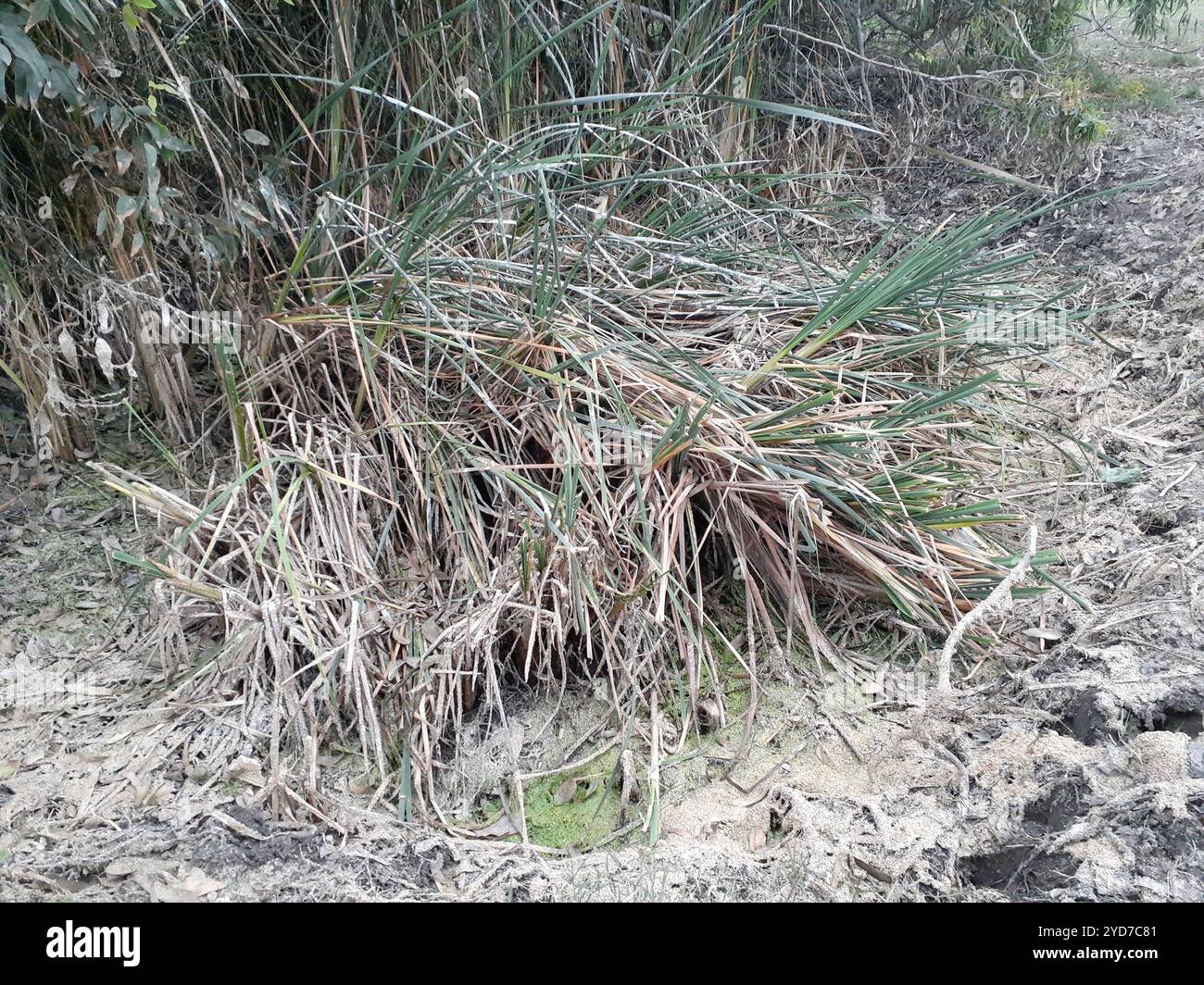 southern cattail (Typha domingensis Stock Photo - Alamy