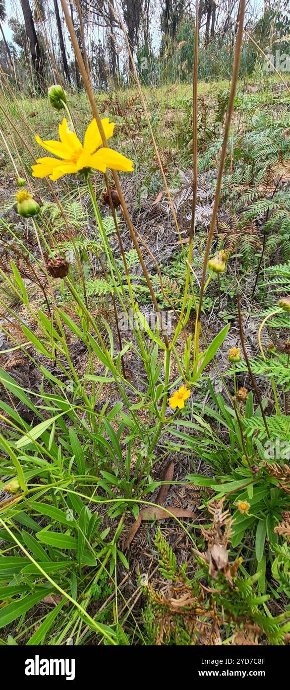 Lance-leaved Coreopsis (Coreopsis lanceolata Stock Photo - Alamy