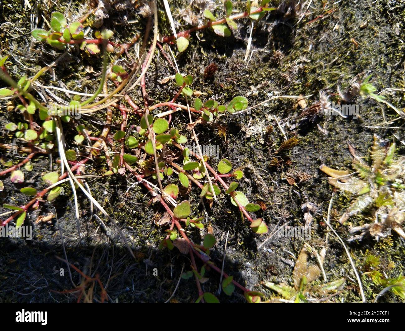 creeping raspwort (Gonocarpus micranthus Stock Photo - Alamy