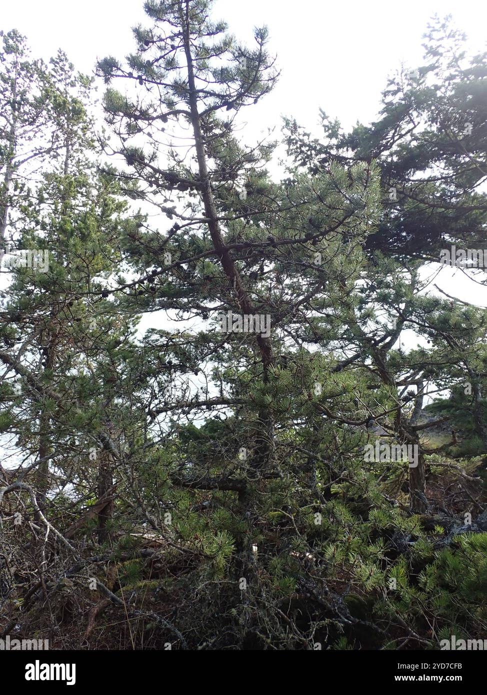 Shore Pine (Pinus contorta contorta Stock Photo - Alamy