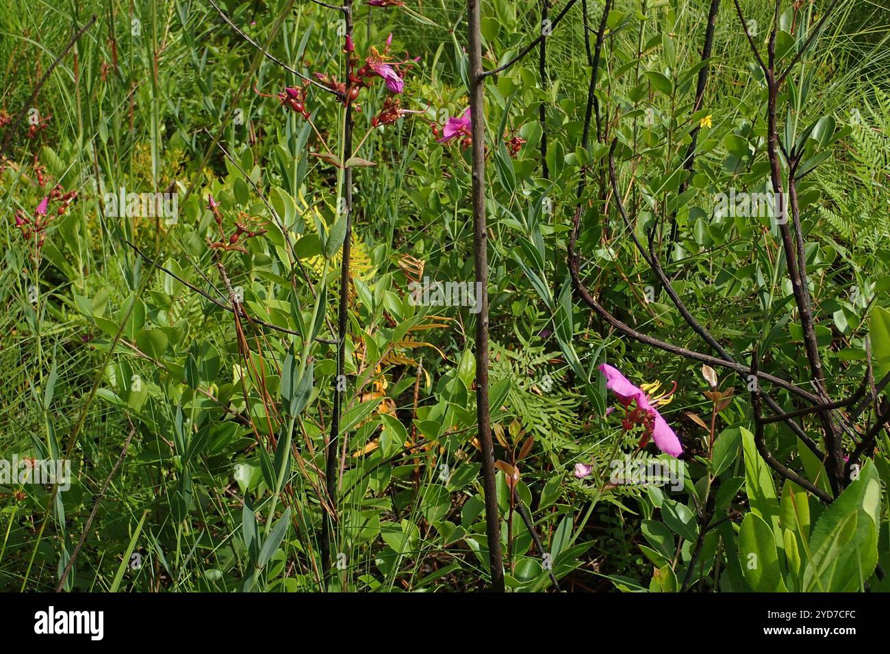 Savannah meadowbeauty (Rhexia alifanus Stock Photo - Alamy