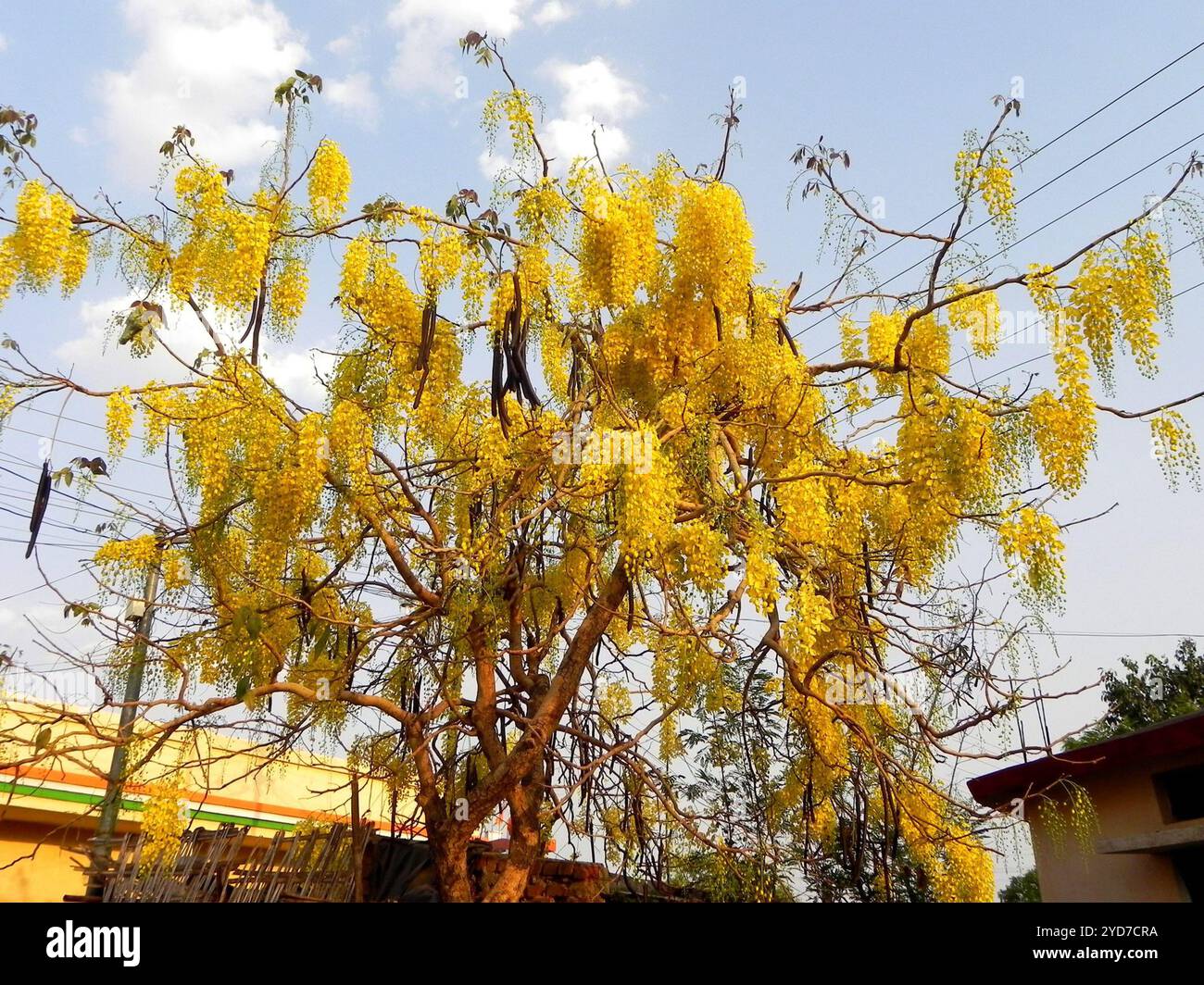 Golden shower tree (Cassia fistula Stock Photo - Alamy