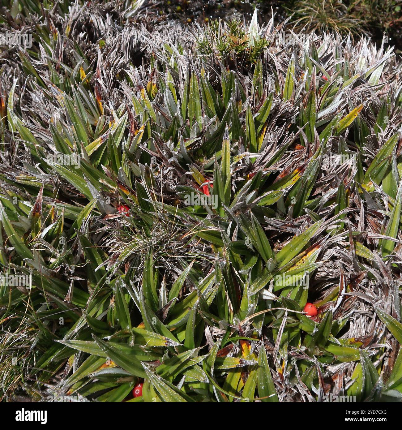 Pineapple Grass (Astelia alpina Stock Photo - Alamy