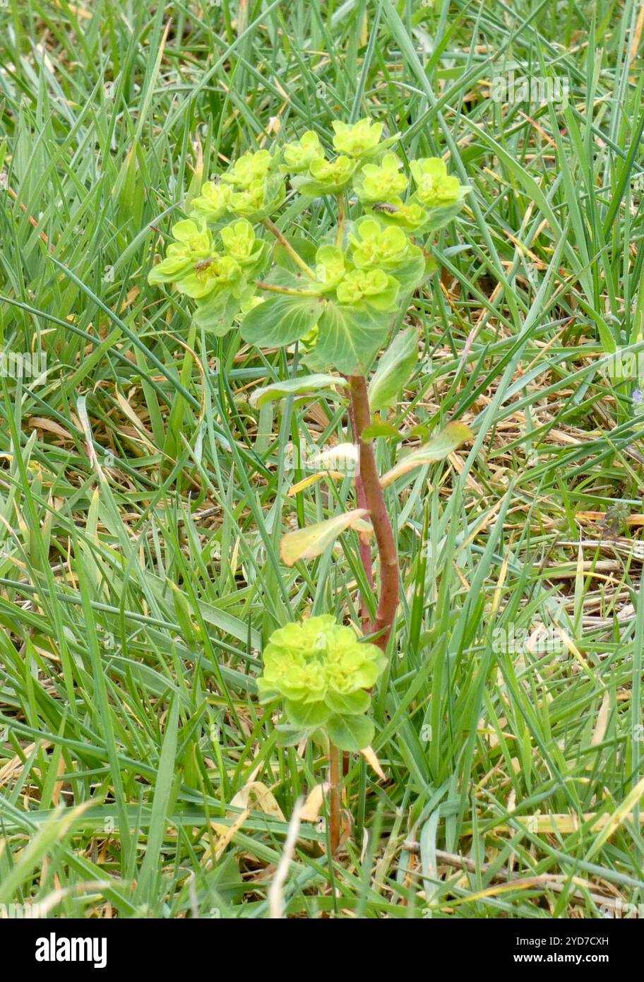 Sun spurge (Euphorbia helioscopia Stock Photo - Alamy