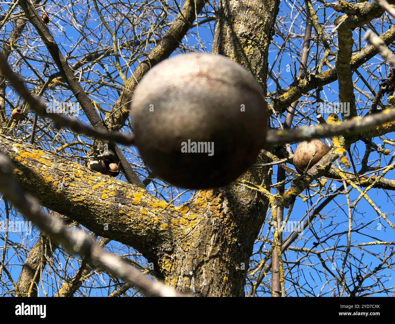 California Gall Wasp (Andricus quercuscalifornicus Stock Photo - Alamy