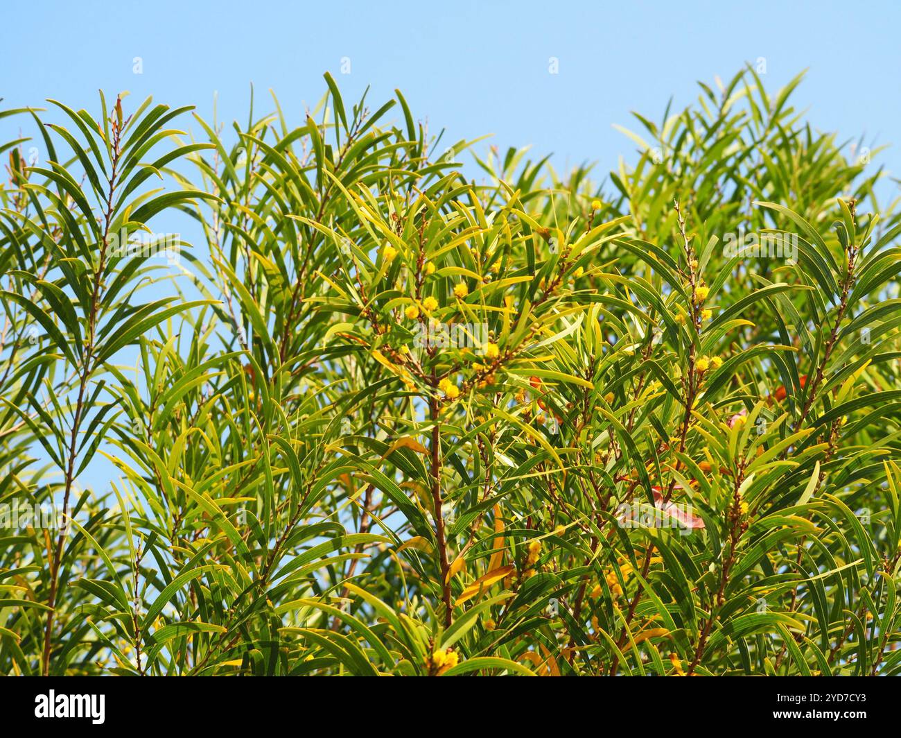 Taiwan Acacia (Acacia confusa Stock Photo - Alamy