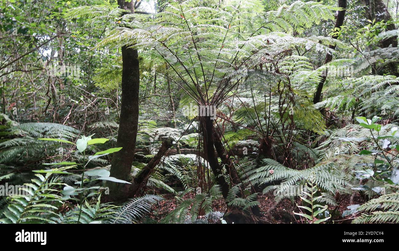 Forest Tree Fern (Cyathea capensis Stock Photo - Alamy