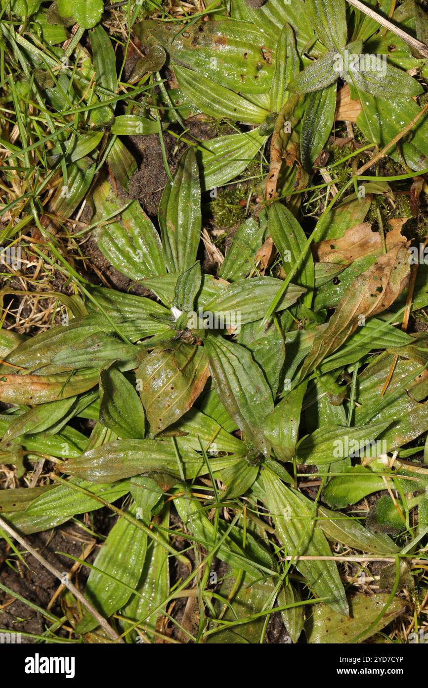 ribwort plantain (Plantago lanceolata Stock Photo - Alamy