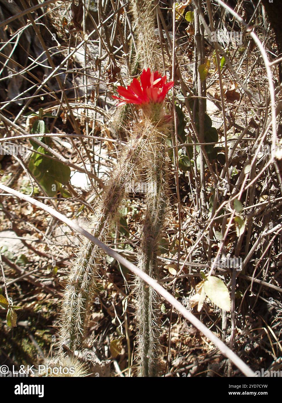 Red Hot Chili Pepper Cactus (Corryocactus erectus Stock Photo - Alamy