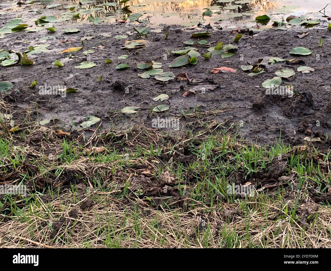 Southern Umbrella-sedge (Fuirena scirpoidea Stock Photo - Alamy