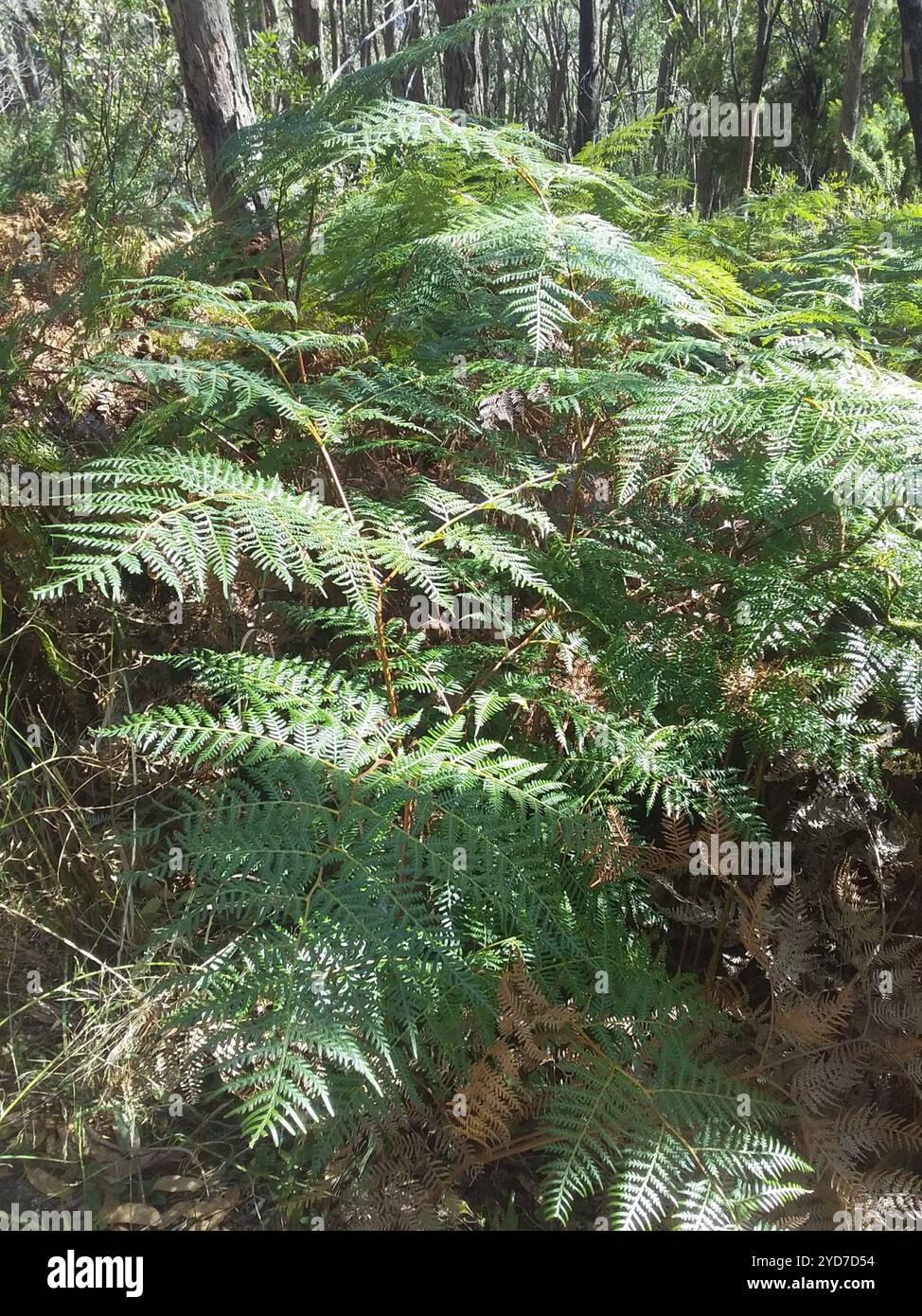 Austral Bracken (Pteridium esculentum Stock Photo - Alamy