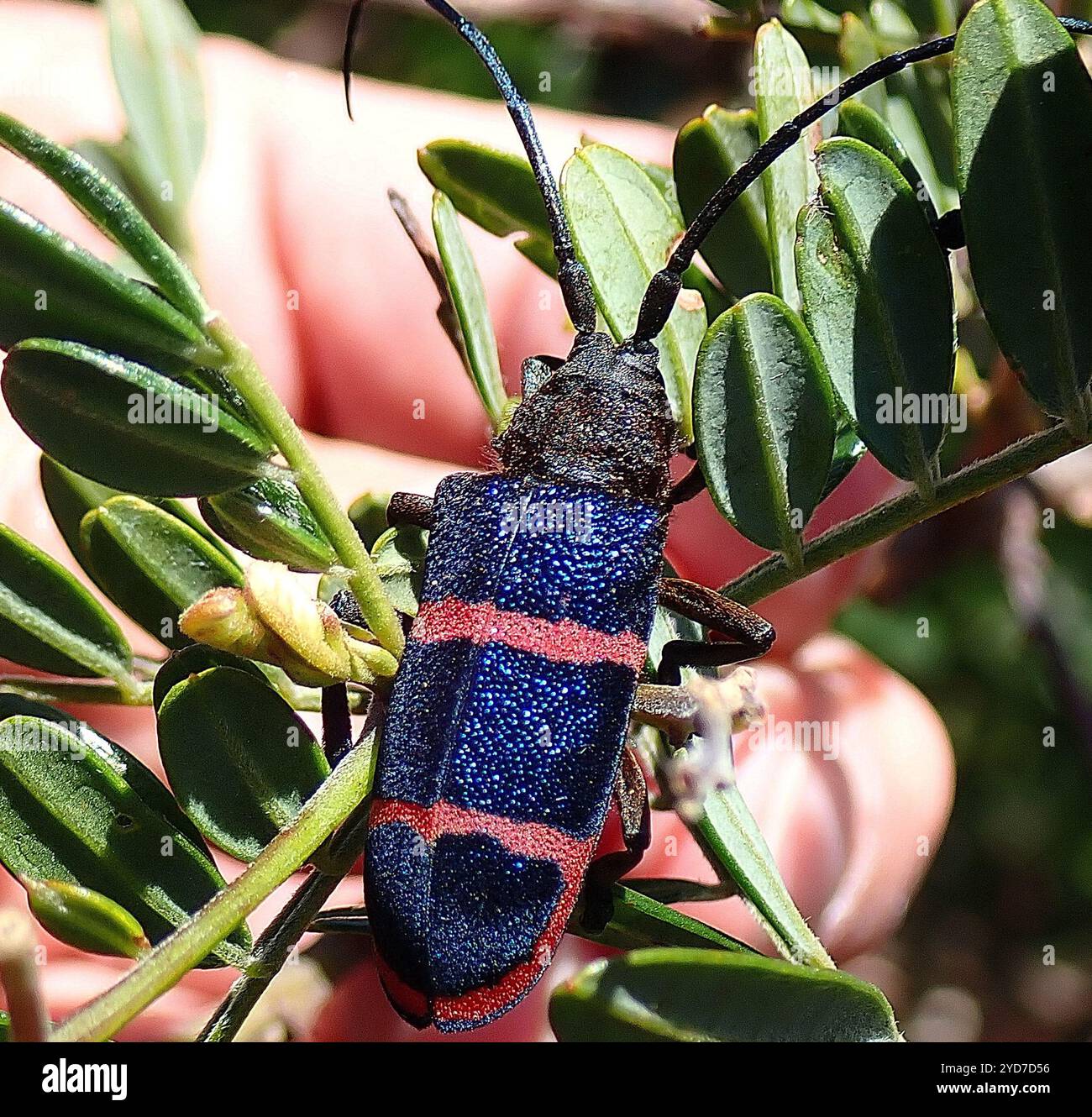 Keurboom Longhorn Beetle (Ceroplesis sumptuosa Stock Photo - Alamy