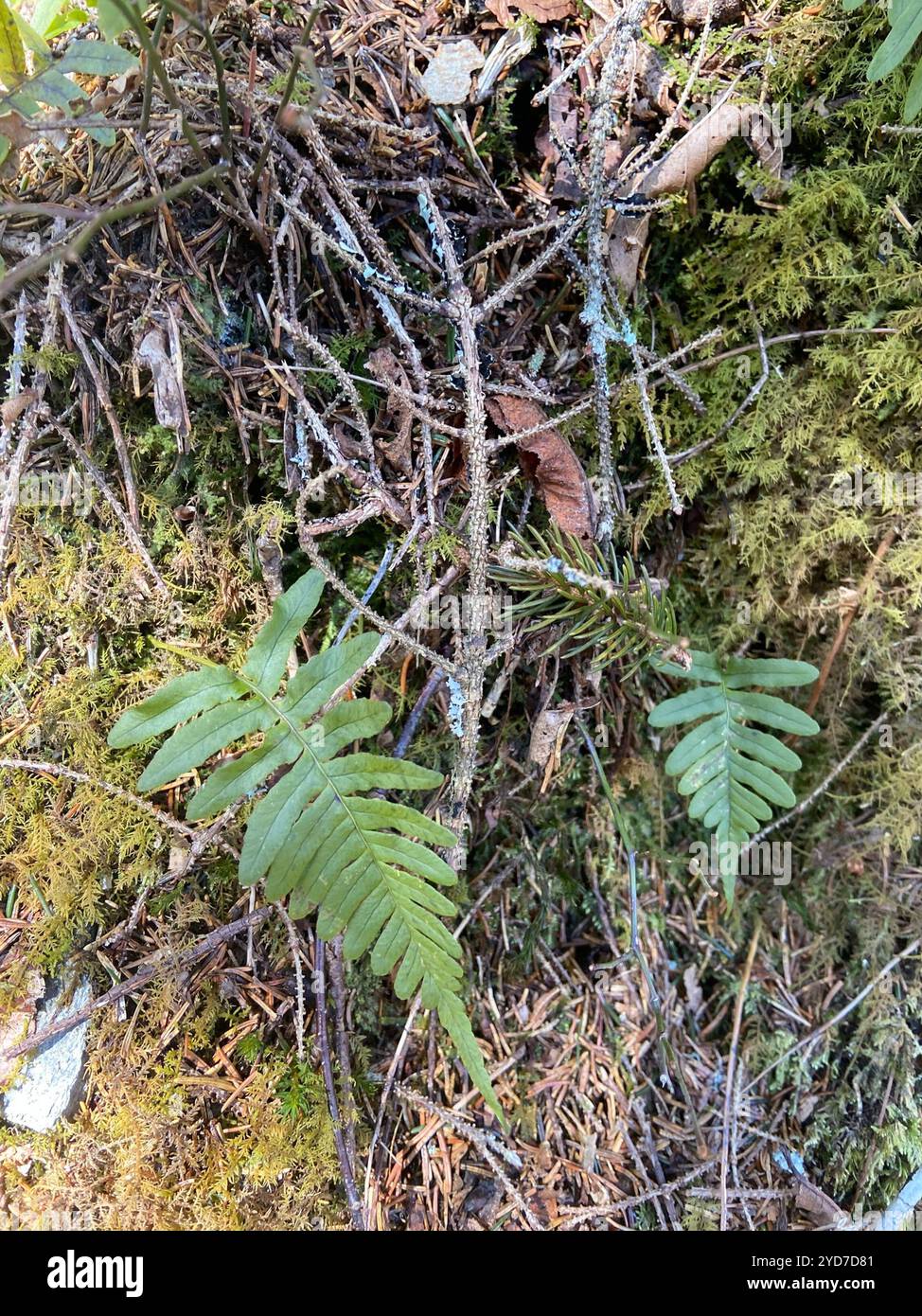 rock polypody (Polypodium virginianum Stock Photo - Alamy