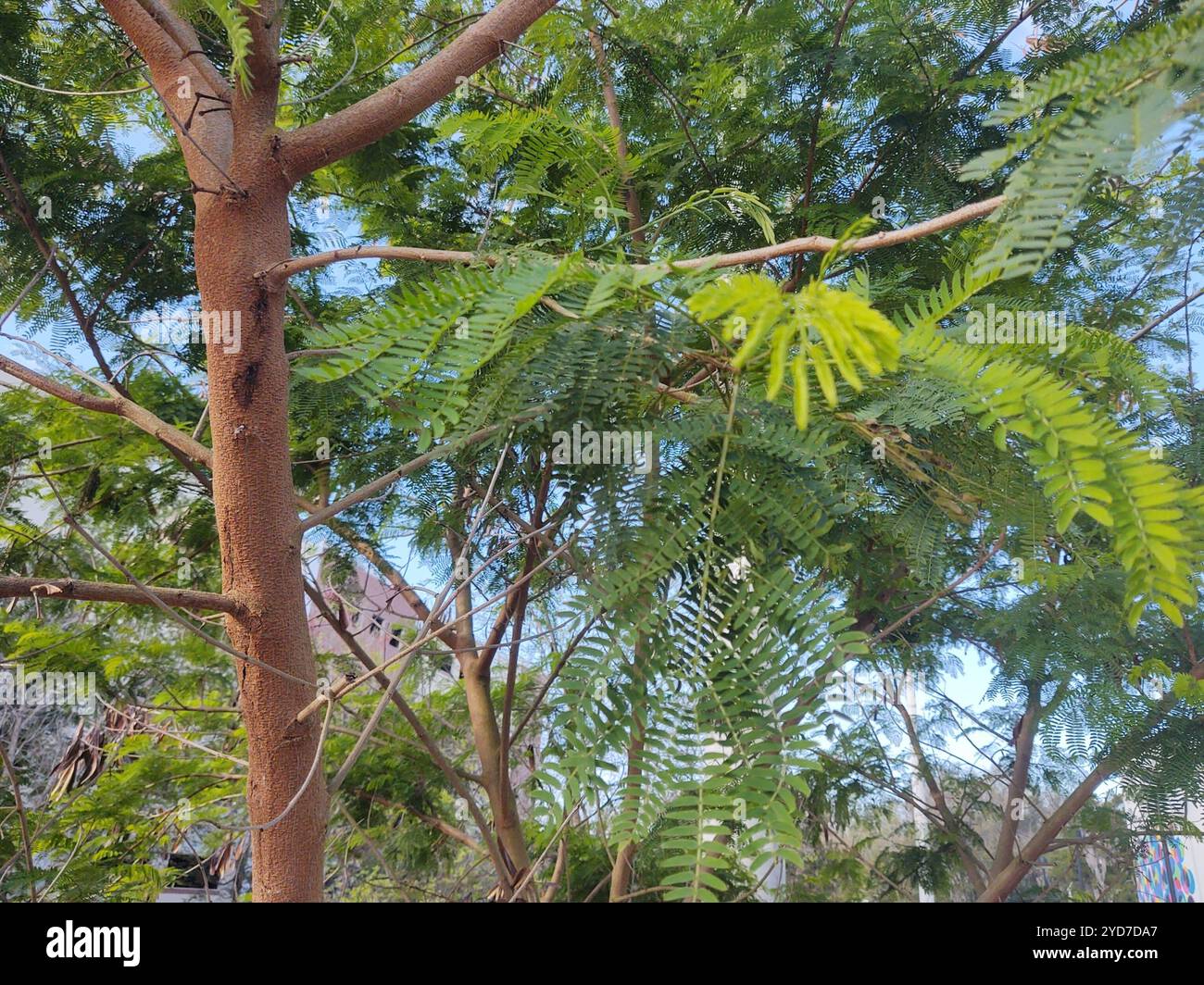 White leadtree (Leucaena leucocephala Stock Photo - Alamy