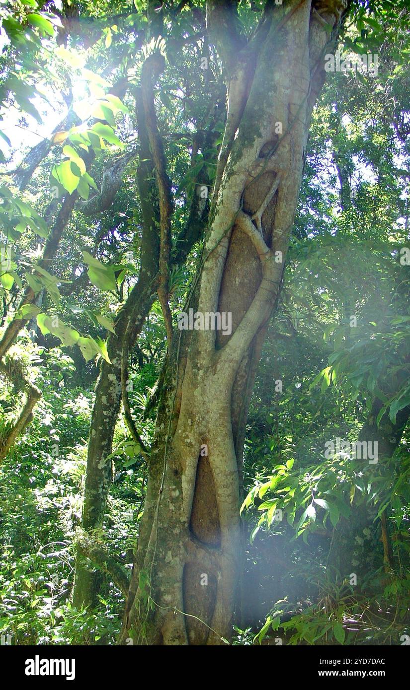 mulberry and fig family (Moraceae Stock Photo - Alamy
