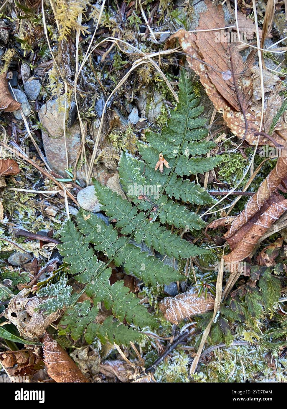 intermediate wood fern (Dryopteris intermedia Stock Photo - Alamy