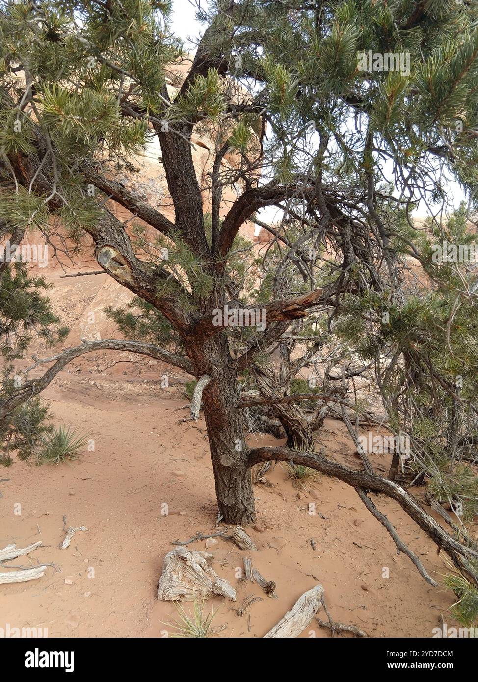Colorado Pinyon (Pinus edulis Stock Photo - Alamy