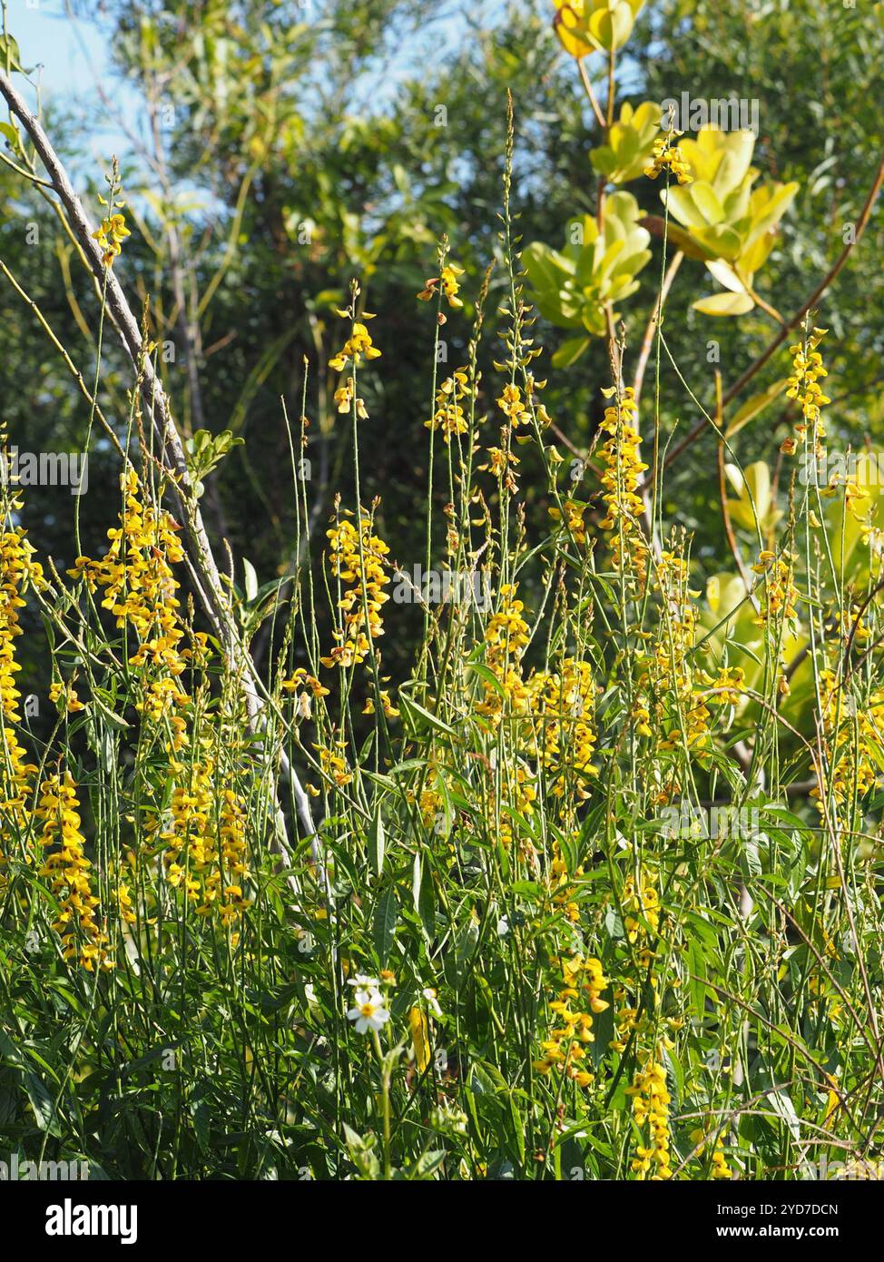 West Indian Rattlebox (Crotalaria trichotoma Stock Photo - Alamy